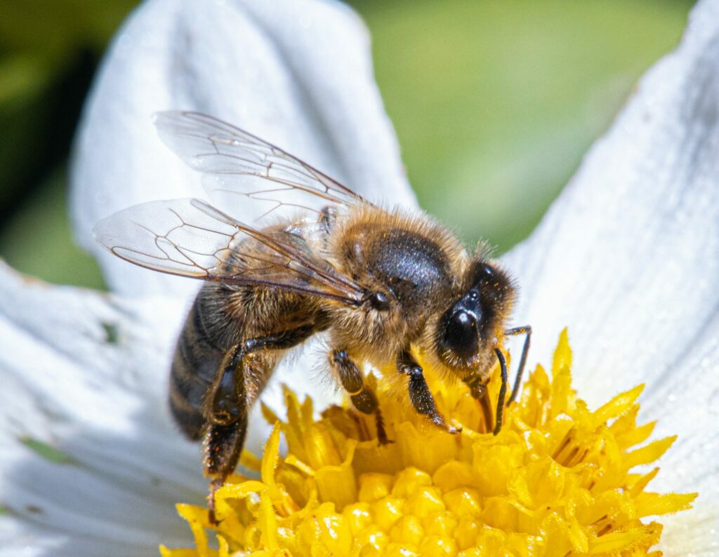 Bienen und Hummeln – so unterscheiden sie sich