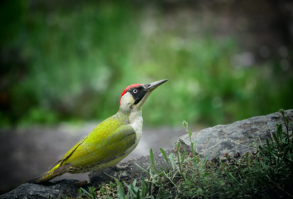 Vogel Grun Roter Kopf